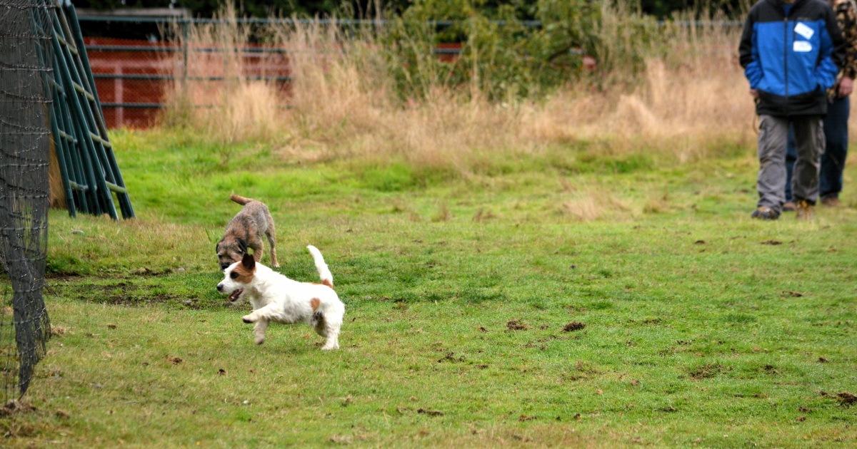 Events — Puget Sound Earthdog Club